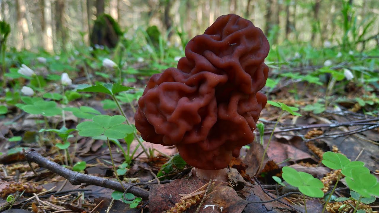 ПЕРВЫЕ грибы 2022 в Подмосковье.mp4