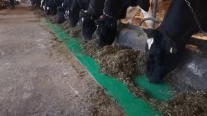 ЛУГ ЗДОРОВЬЯ, Полимерное покрытие кормового стола. Интервью
