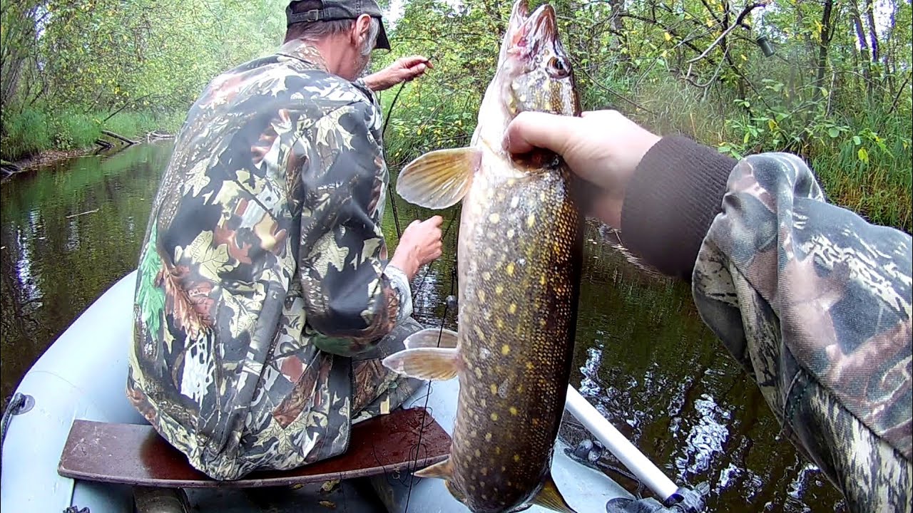 Щуки на самоловки. Даже подсак не выдержал рыбу))