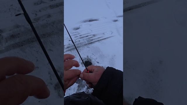 Лучшая наживка на ротана