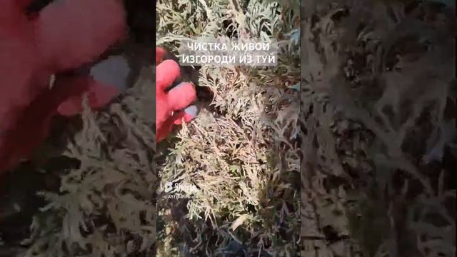 Чистка туй, в том числе, живой изгороди от пожелтевшей хвои. Что нужно учесть