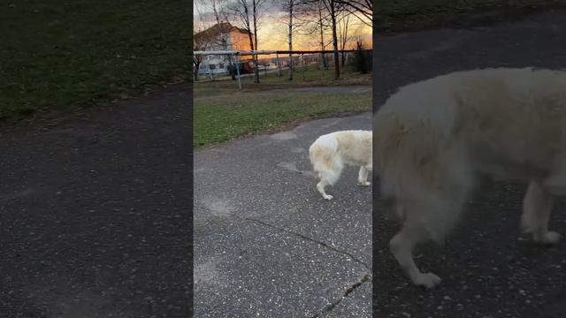 Щенок Русской борзой ДО/ПОСЛЕ #dog #funnydog