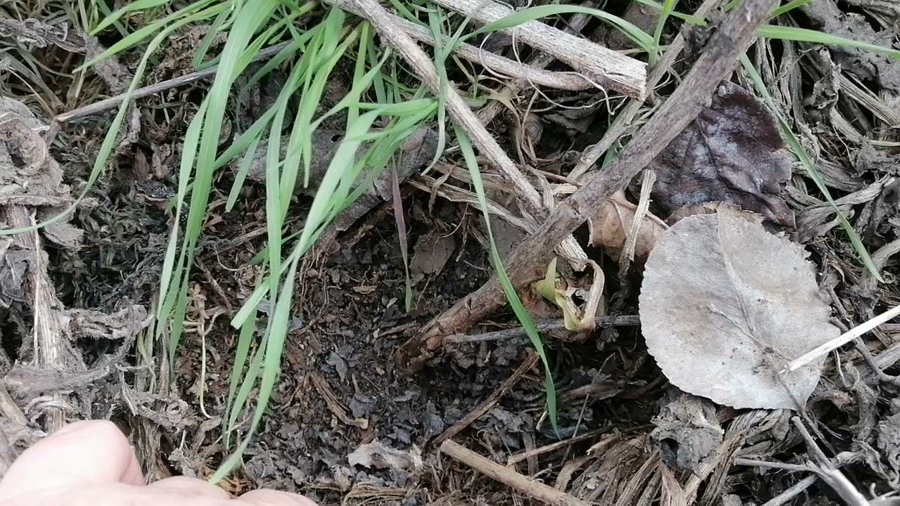 Как перезимовала моя пассифлора инкарната