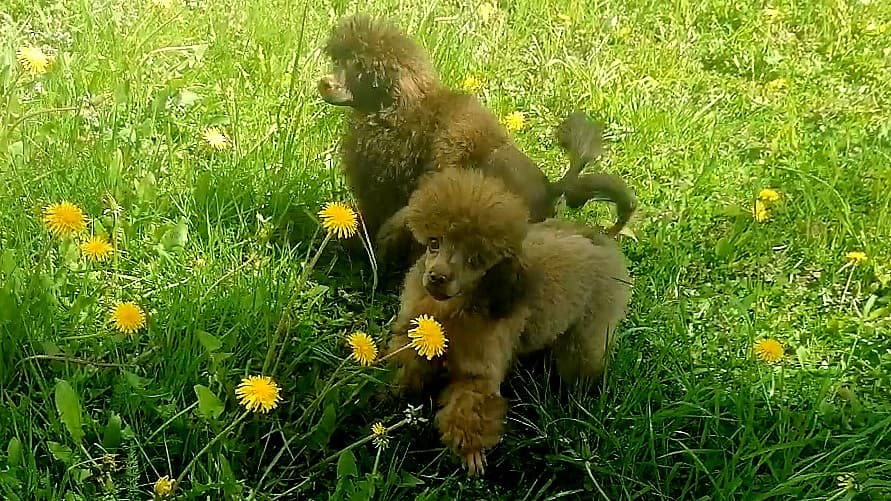 Миниатюрный пудель