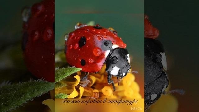 «День божьих коровок».mov