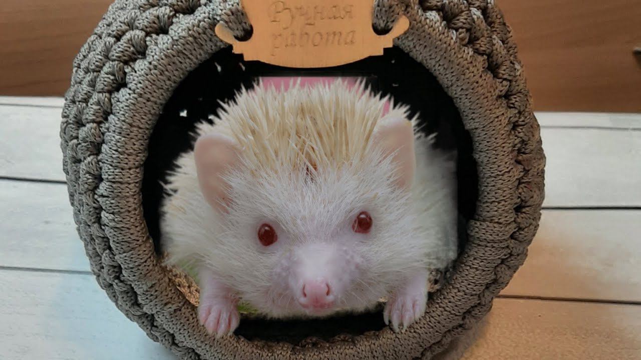 МК. Вязанный домик с подушечкой для ежика, хомячка и.д. из полиэфирного шнура.