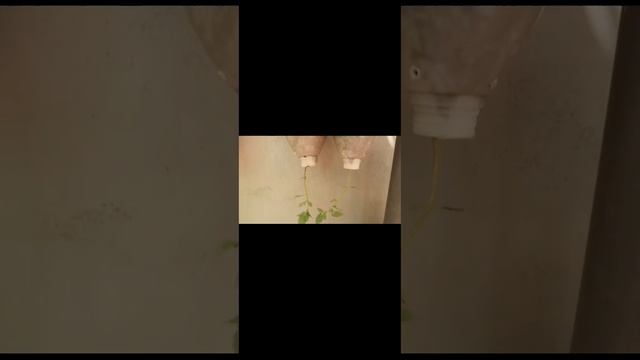 Помидоры по-новому