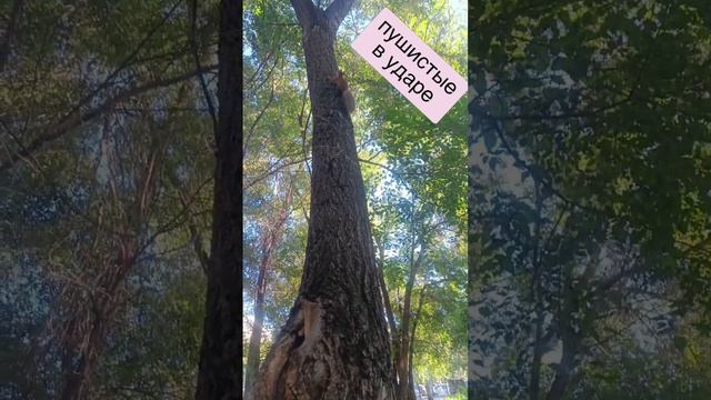 🐿️ нет орешков - до свидания