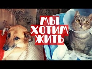 Дайте мне ещё один шанс на жизнь.mp4