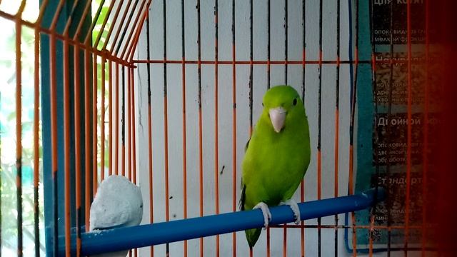 Жара и Киллеруша. Скучают без говорливых соседей