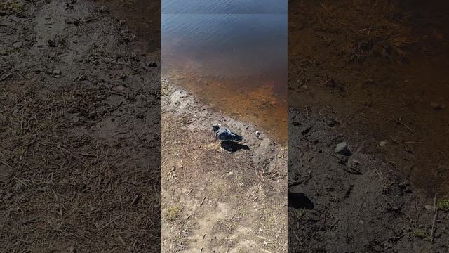 открыт купальный сезон, ??️