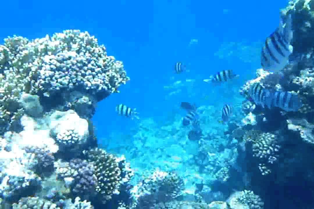 PIC 3153 DIVX 720p