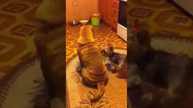 Йорк Шарпея отдрюкал)))