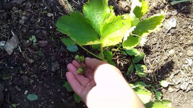 Клубника сорт " Таллина "