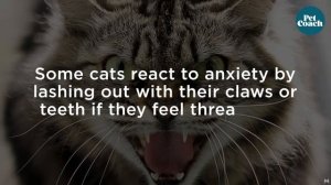 10 Signs Your Cat Is Stressed