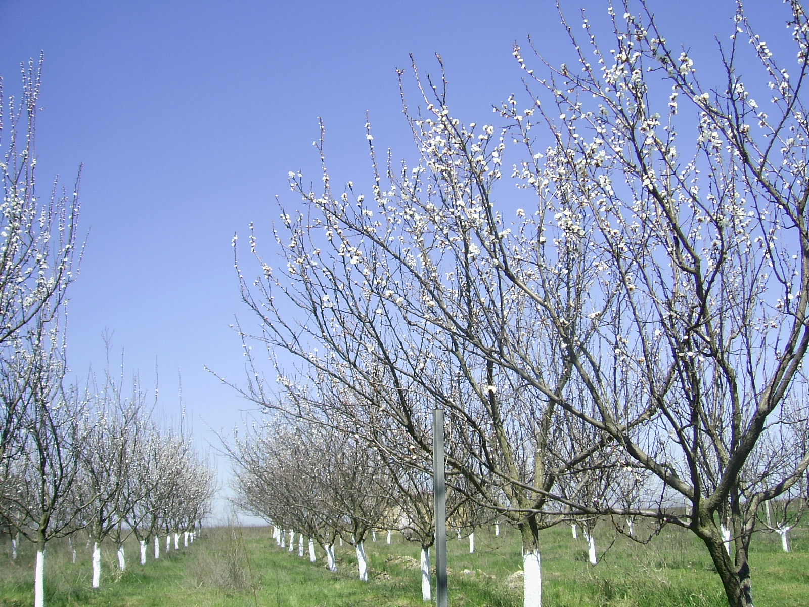 Сад абрикосовый. Годовой цикл. Полное видео и фото . Релакс