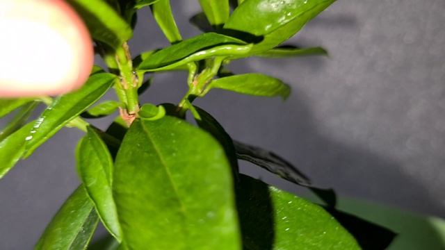 Мирт Боэтика 4