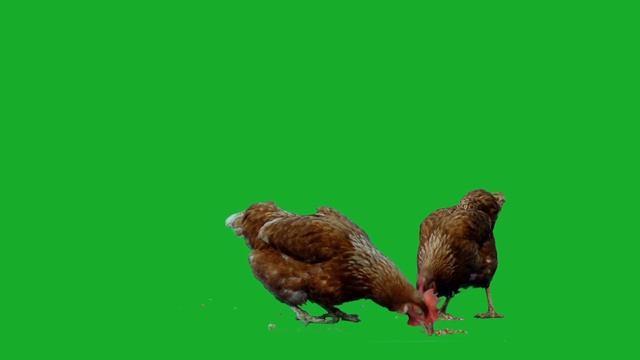 Хромакей! Курицы