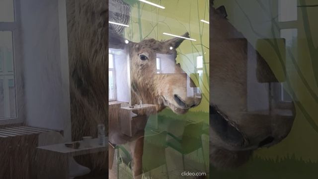 чучела животных 7.mp4