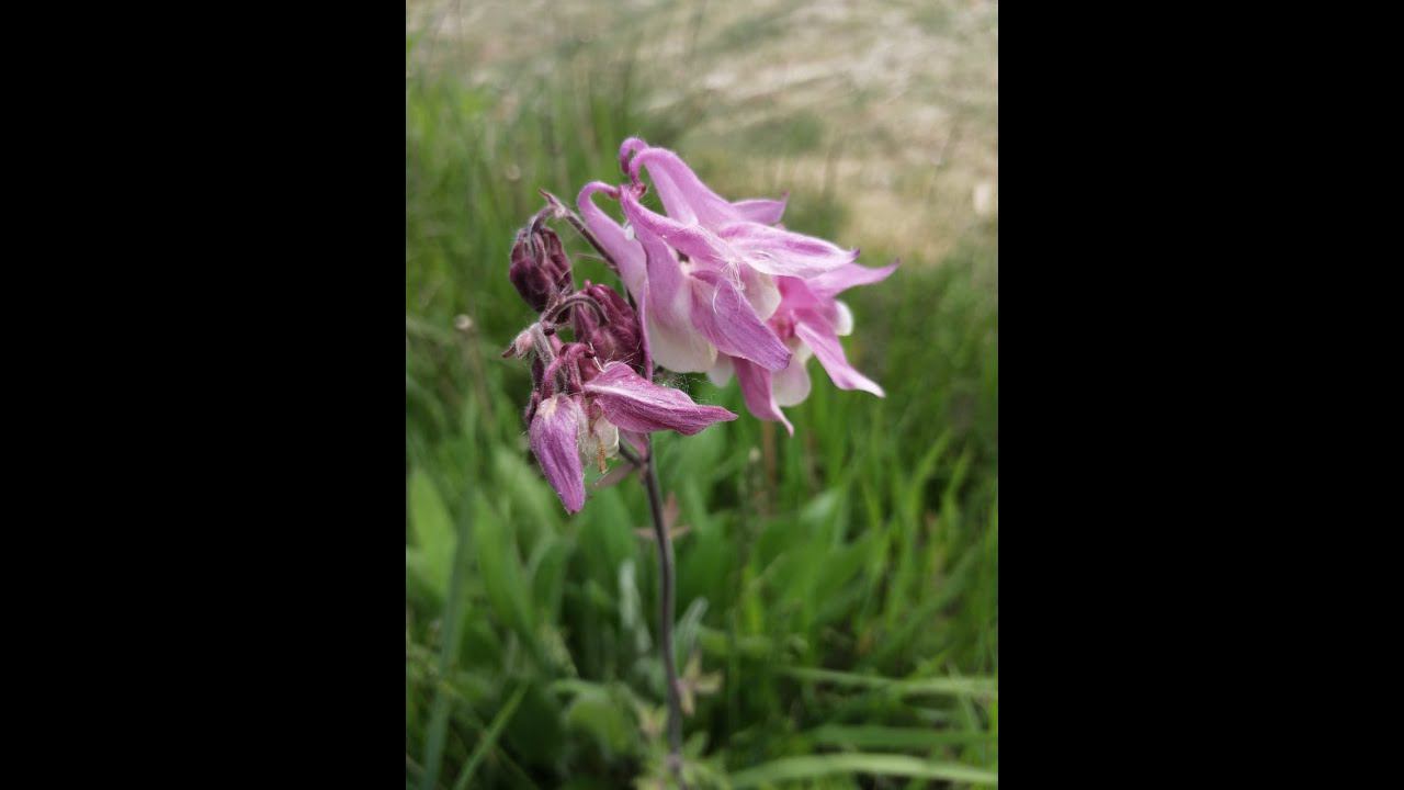 Цветы на даче в июне в Москве
