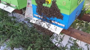 Выкучивание пчел от жары. 10 августа 2018, последние жаркие деньки