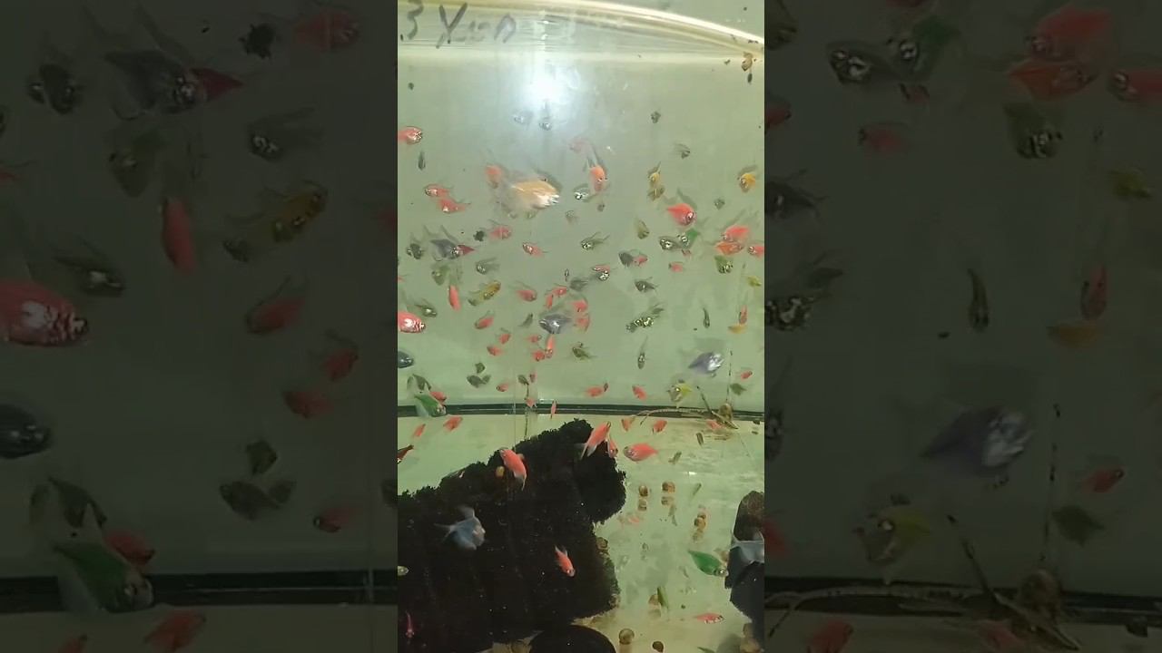 Тернеция глофиш поужинала #shorts #aquarium #аквариум #аквариумныерыбки #разводня