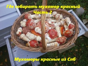 Где растут мухоморы красные в Ленинградской области - часть 2 (Грибоман представляет)