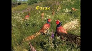The Hunter classic(Фазан)