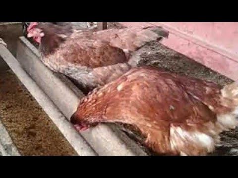 Куры РОДОНИТ лучшие несушки