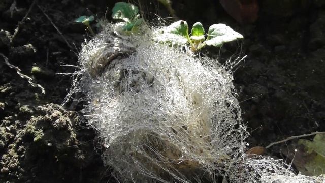 Mucor mucedo | the common pinmould is a fungal plant pathogen very ...