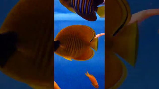 Экзотические рыбы. Александра Миркушова