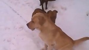 Невеста дворняжка пристаёт к лабрадору РЭМу.mp4