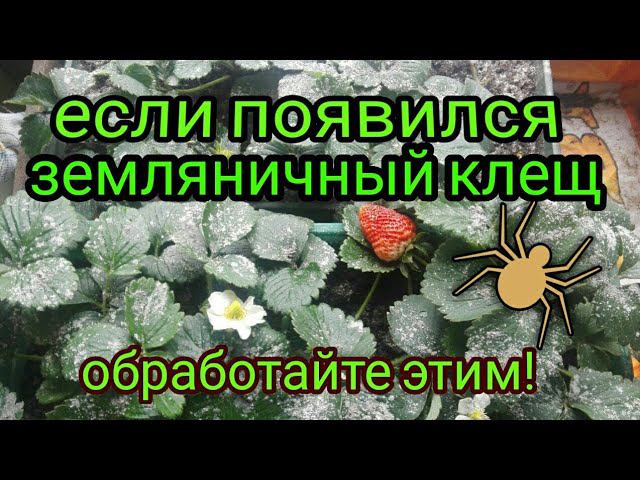 Как избавиться от земляничного клеща.