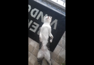 Сладкий сон котёнка