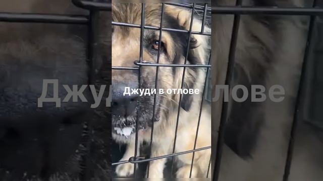 Джуди кавказская овчарка