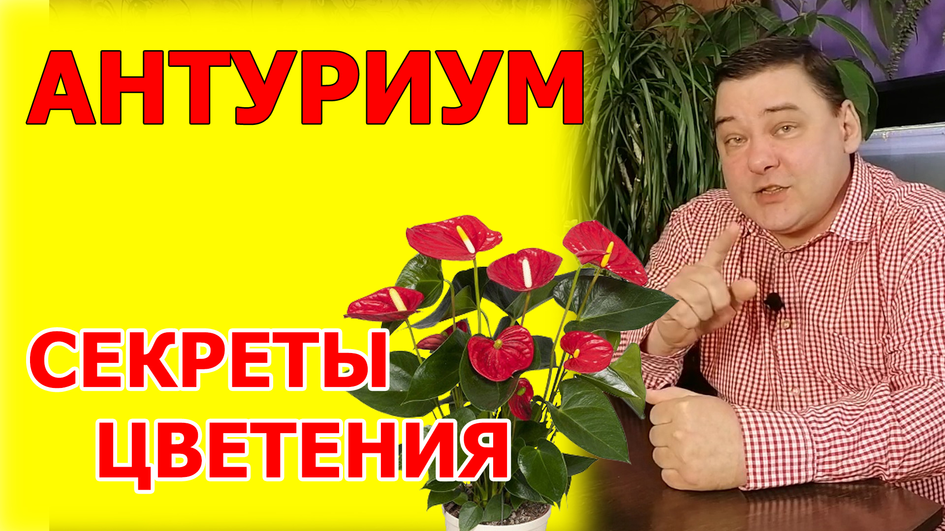 Вот почему ваш антуриум не цветет! Делюсь секретами ухода за антуриумом в домашних условиях