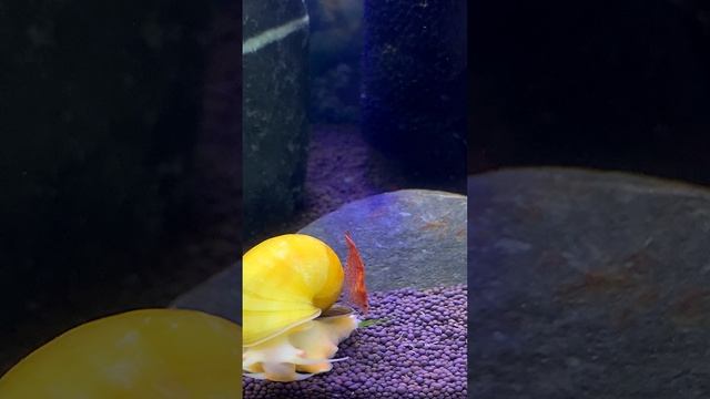 Видео аквариумных креветок вишня