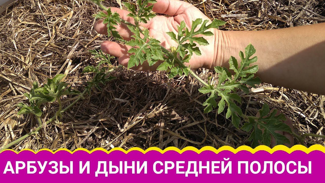 Экстремальные арбузы и дыни средней полосы.  Взрыв роста!