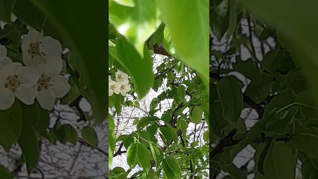 цветиение груши.mp4