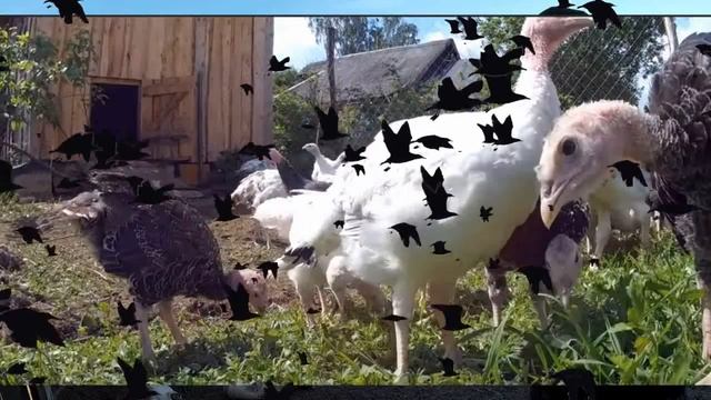 ИНДЕЙКА.mp4