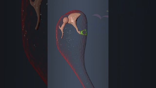 Human Ear ossicles