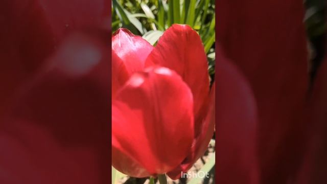 ВЕСЕННИЕ ЦВЕТЫ  Бахчисарай 25.04.23