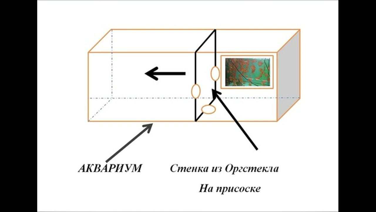 Какой аквариум нужен для Дискусов. Объём аквариума для дискусов
