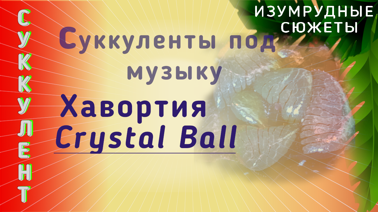 Haworthia Crystal Ball.  Хавортия Кристал Болл. Красивое Видео Под Музыку Про Суккуленты.
