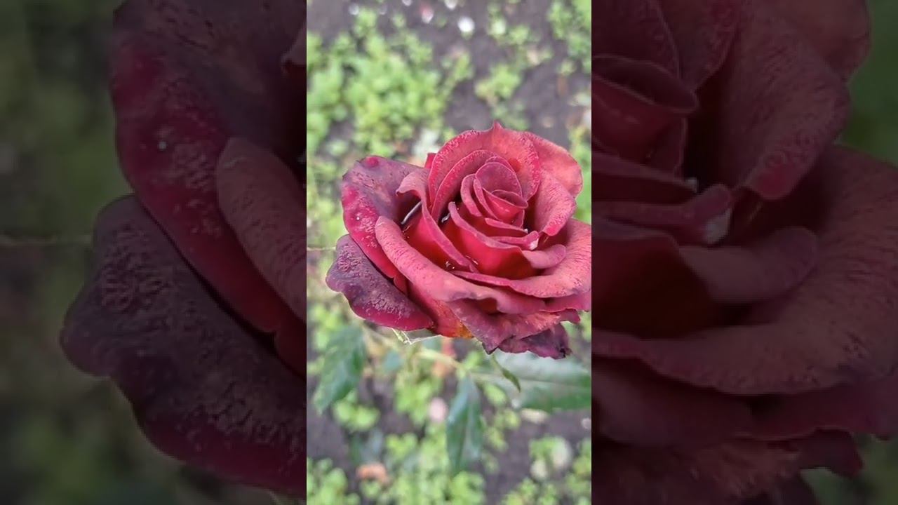 Роза «Мистер Линкольн»
