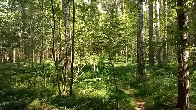 За грибами и ягодами