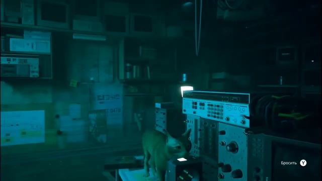 Stray№1