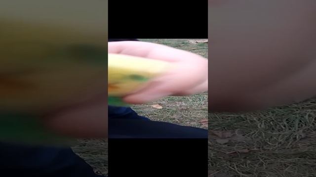 ахахахахахах это губка боб