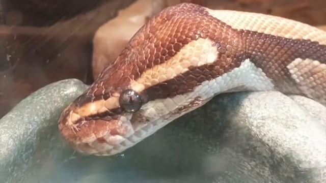 How Do Snakes Drink | Oliver the Ball Python Demonstrates – смотреть ...