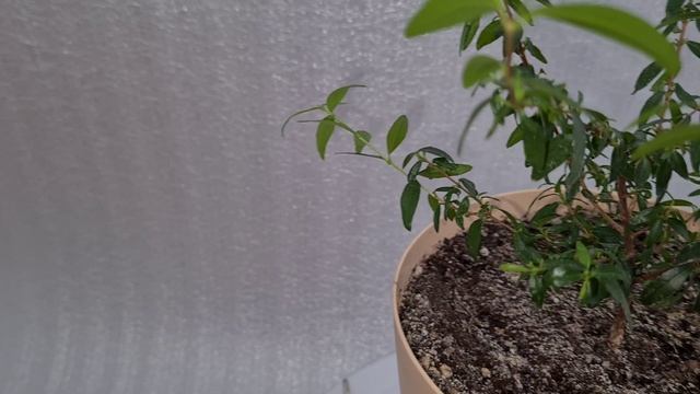 Розовеющий 5